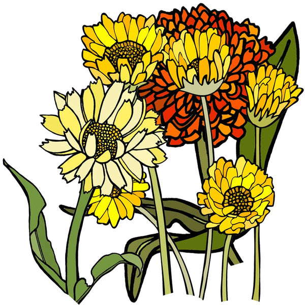 Organic Calendula Seeds: Non-GMO, Certified Organic Heirloom Varieties ...
