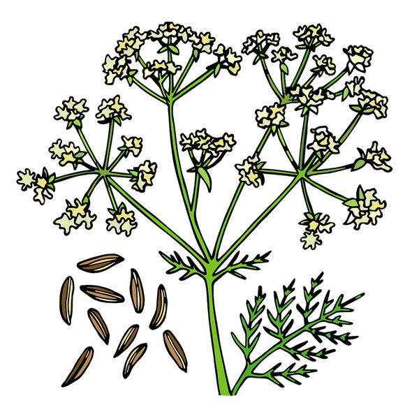 Caraway - The Plant Good Seed Company