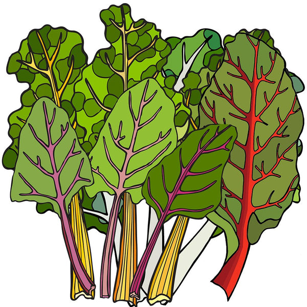 Organic Swiss Chard Seeds: Non-GMO, Certified Organic Heirloom ...