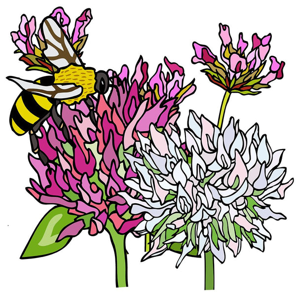 Clover - The Plant Good Seed Company