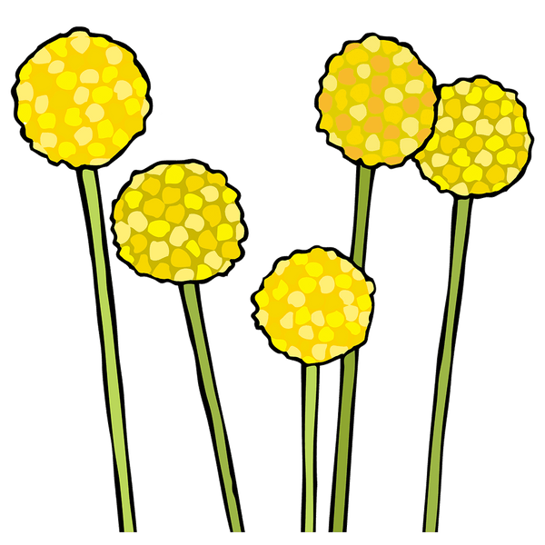 Craspedia / Sun Ball - The Plant Good Seed Company