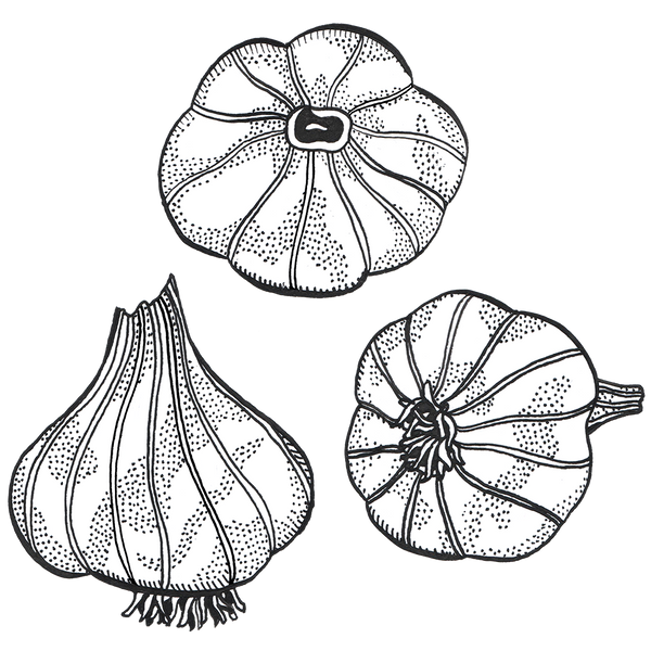 Garlic - The Plant Good Seed Company