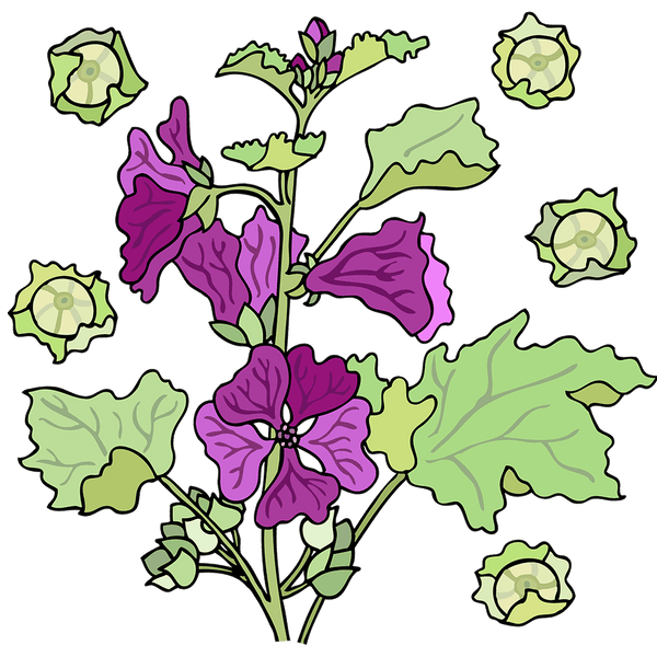 Mallow - The Plant Good Seed Company
