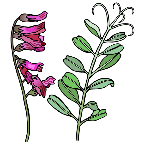 Vetch - The Plant Good Seed Company