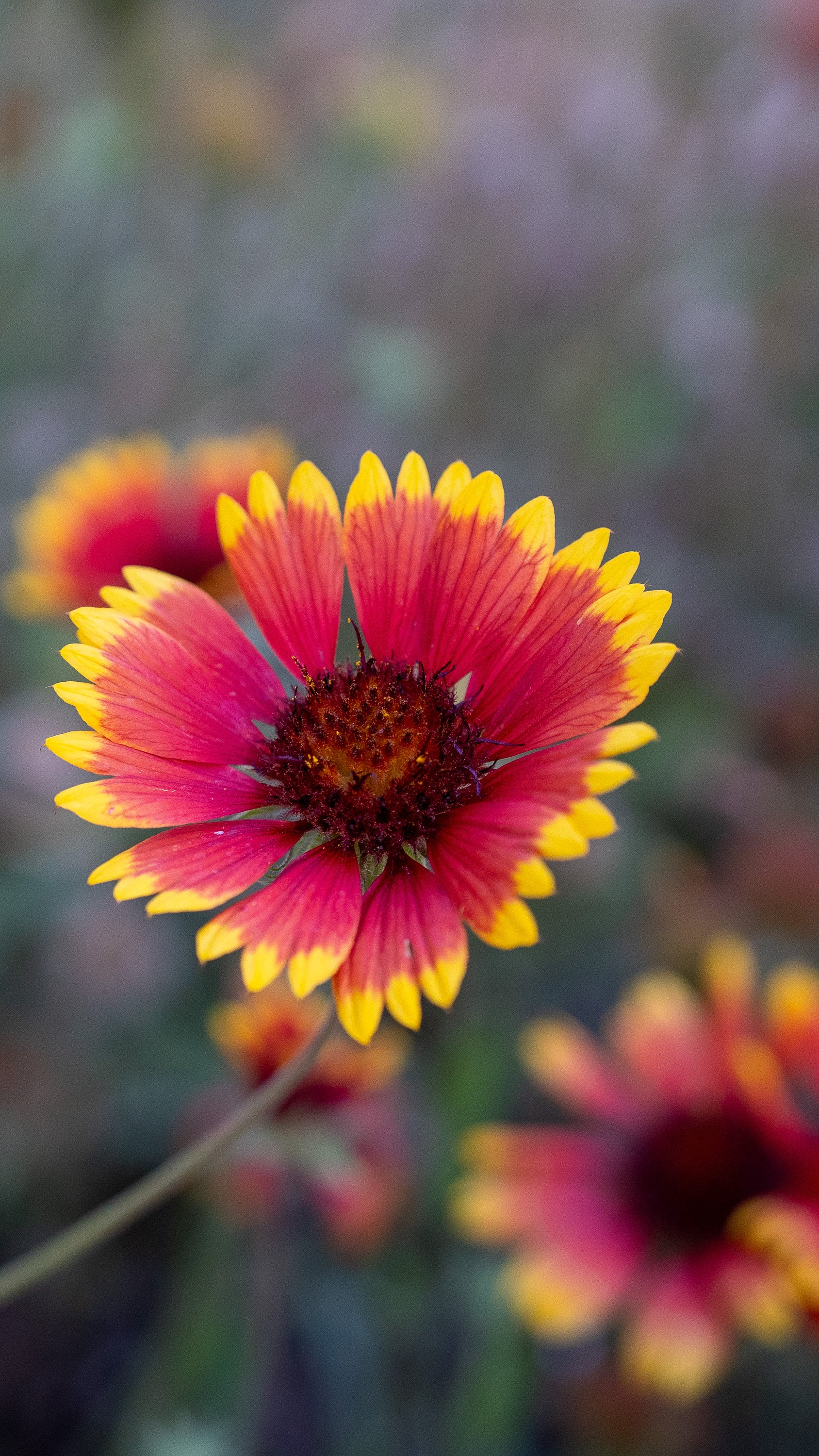 Gaillardia Flower - The Plant Good Seed Company
