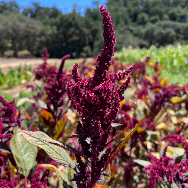 Hopi Red Dye Amaranth Seeds - The Plant Good Seed Company