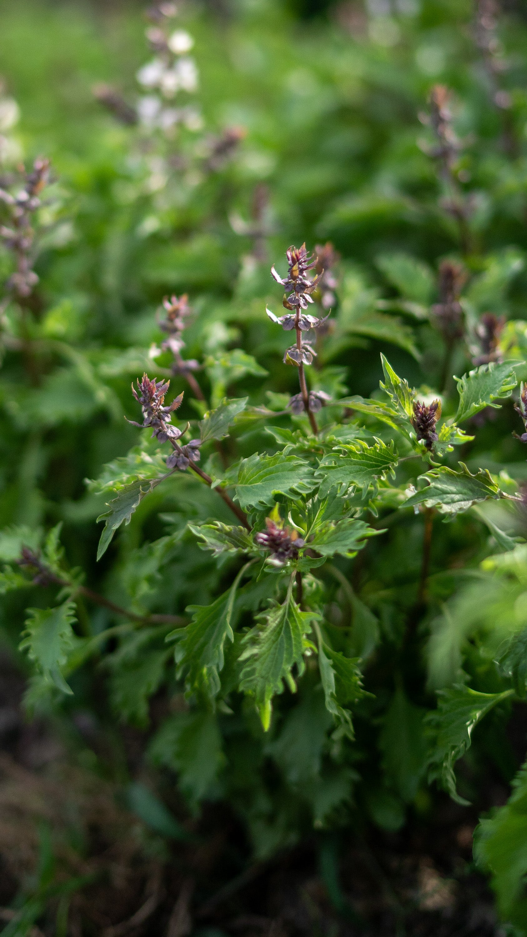 Mrihani Basil Seeds - The Plant Good Seed Company