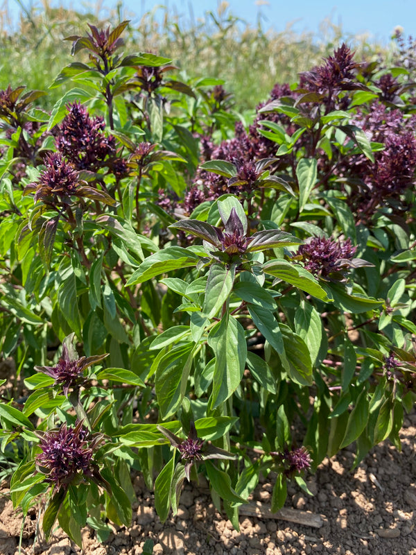 Siam Queen Thai Basil Seeds - The Plant Good Seed Company