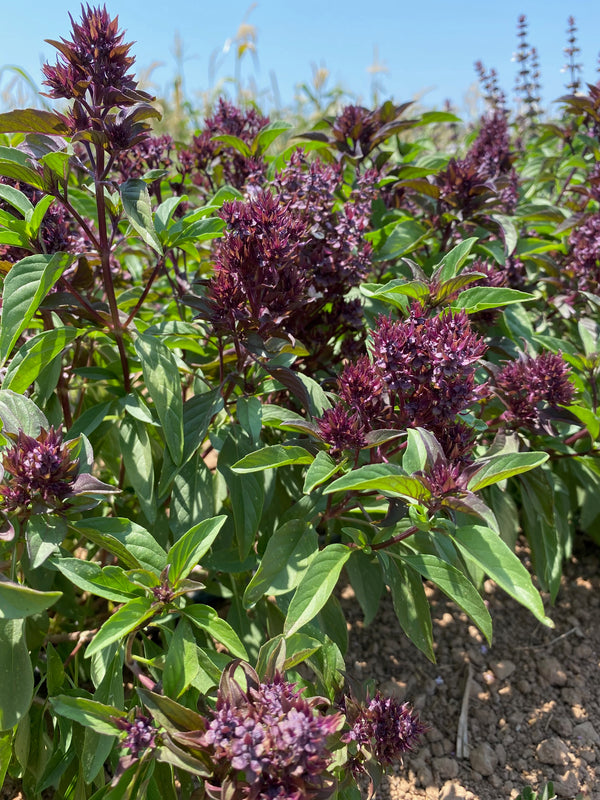 Siam Queen Thai Basil Seeds - The Plant Good Seed Company