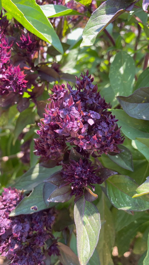 Siam Queen Thai Basil Seeds - The Plant Good Seed Company