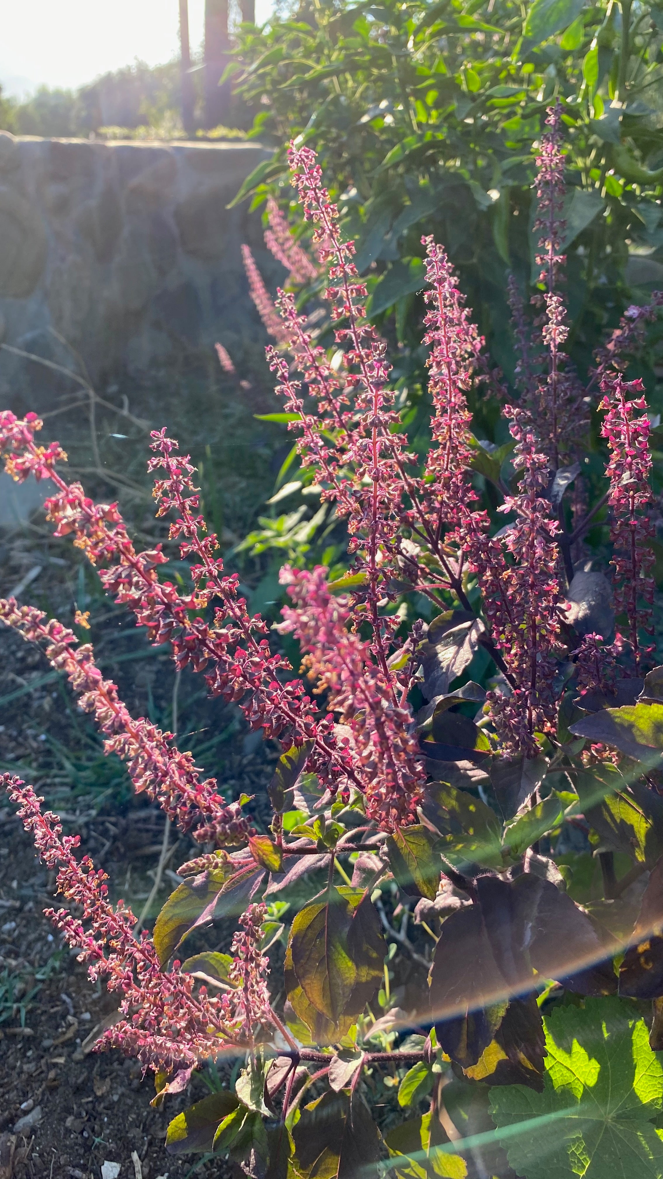 Tulsi / Holy Basil Krishna Seeds - The Plant Good Seed Company