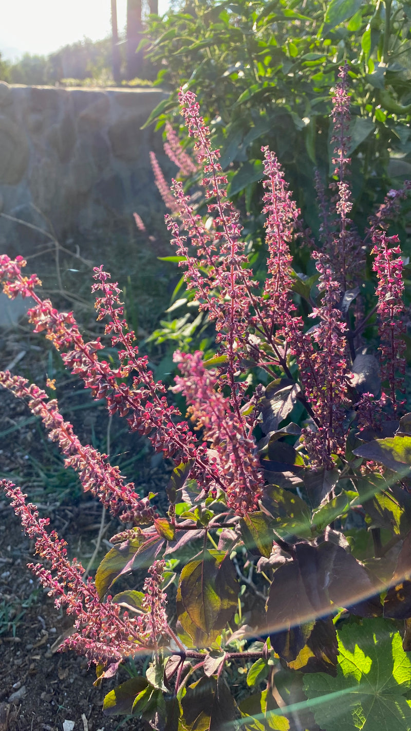 Tulsi / Holy Basil Krishna Seeds - The Plant Good Seed Company