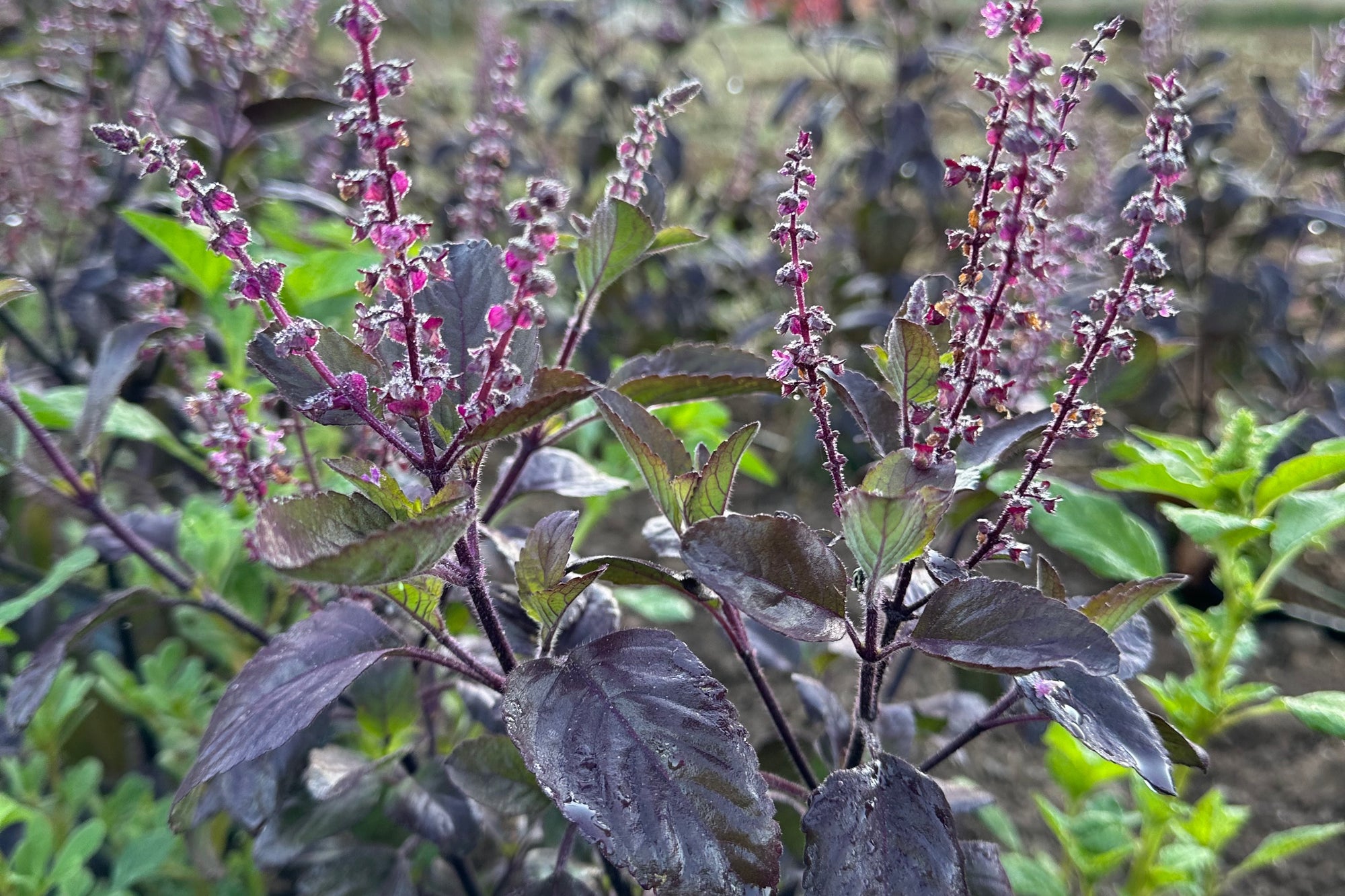 Tulsi / Holy Basil Krishna Seeds - The Plant Good Seed Company