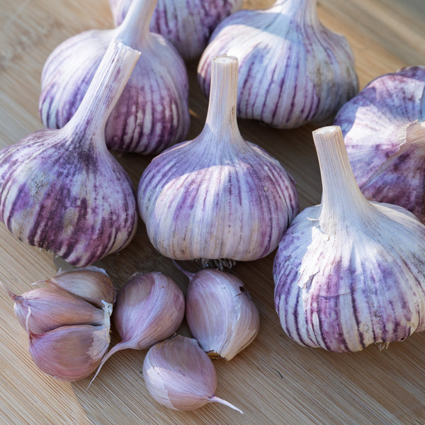 Basque Hardneck Garlic Seed Bulbs - The Plant Good Seed Company