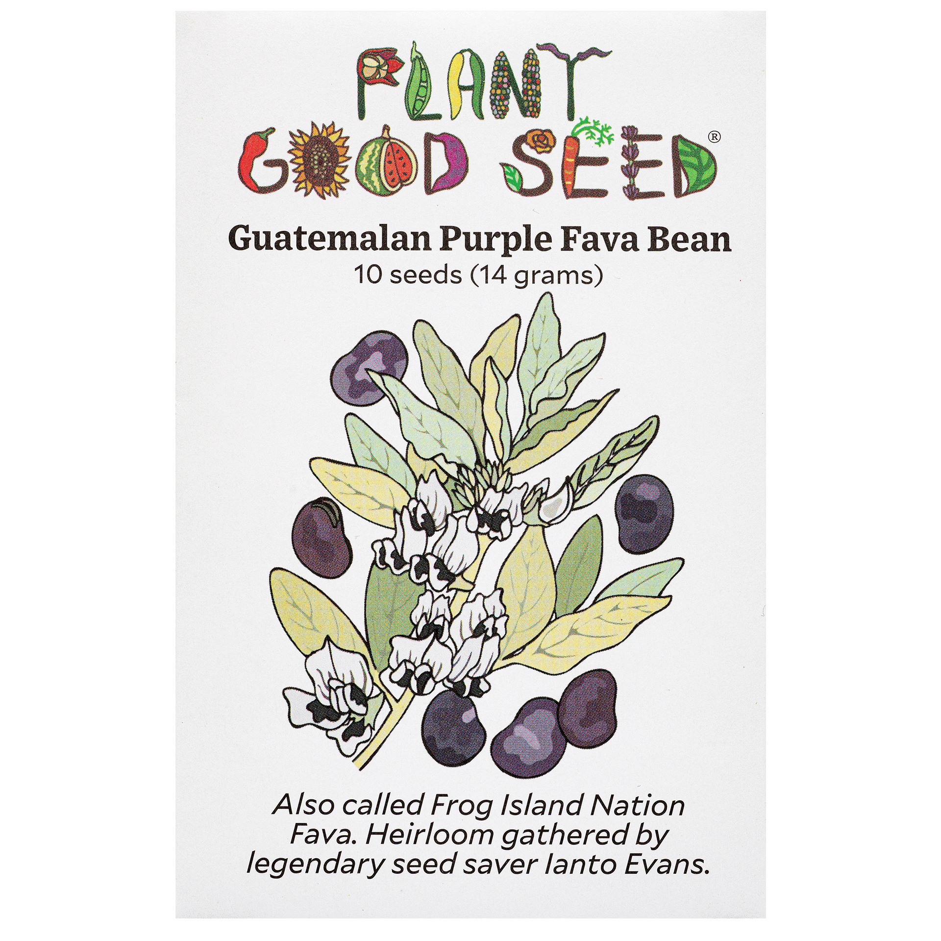 Fava Guatemalan Purple Bean Seeds - The Plant Good Seed Company