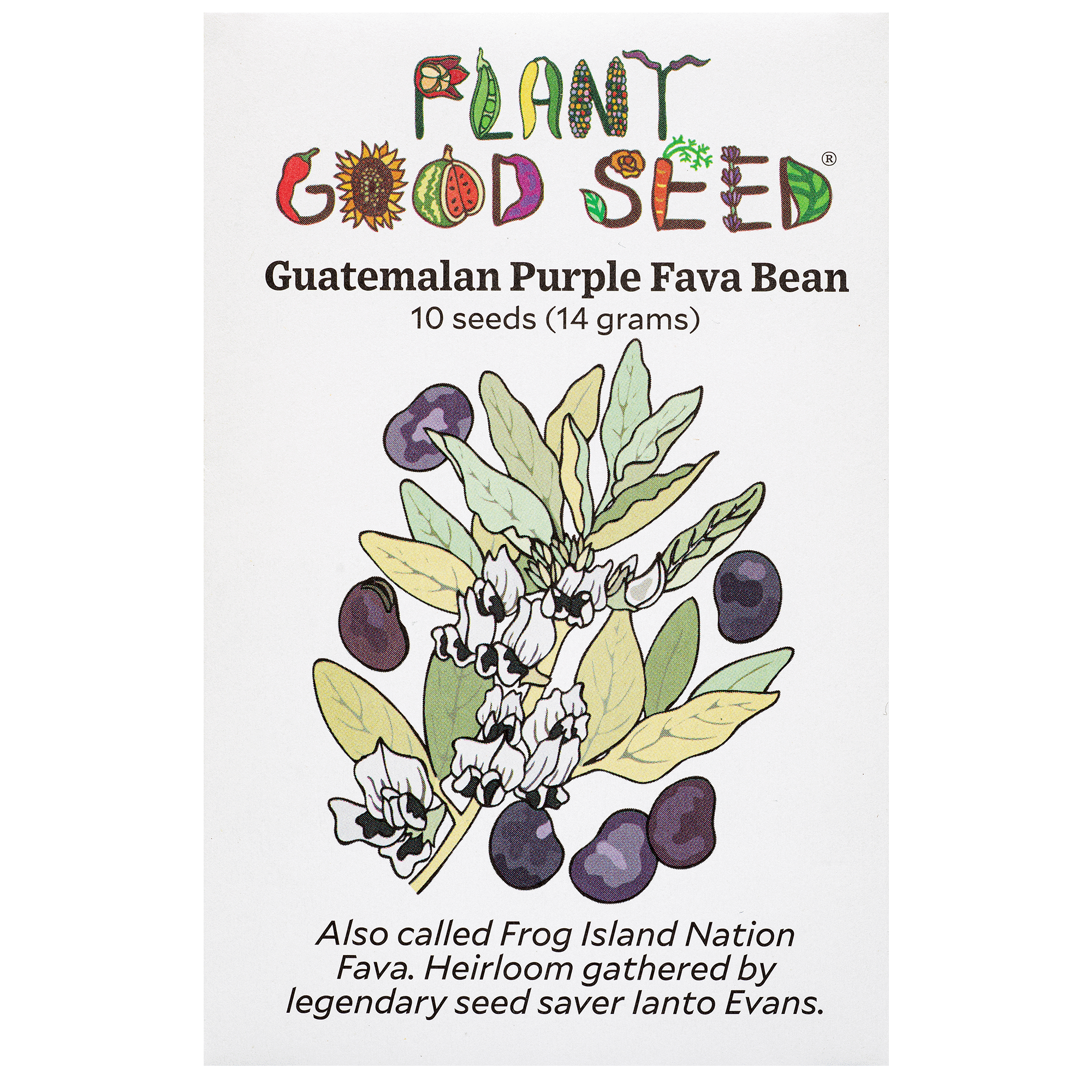Fava Guatemalan Purple Bean Seeds - The Plant Good Seed Company