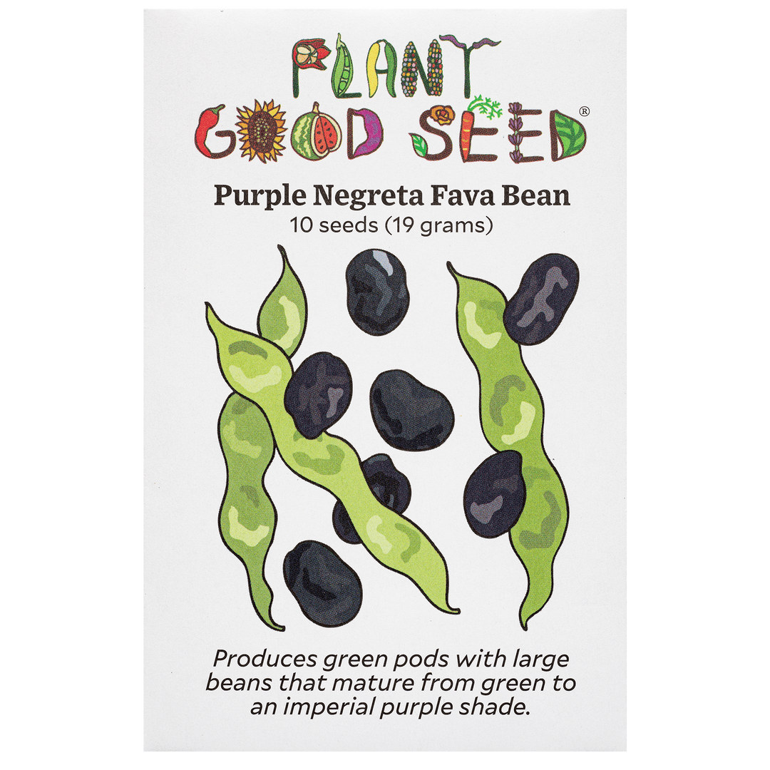 Negreta Purple Fava Bean - The Plant Good Seed Company