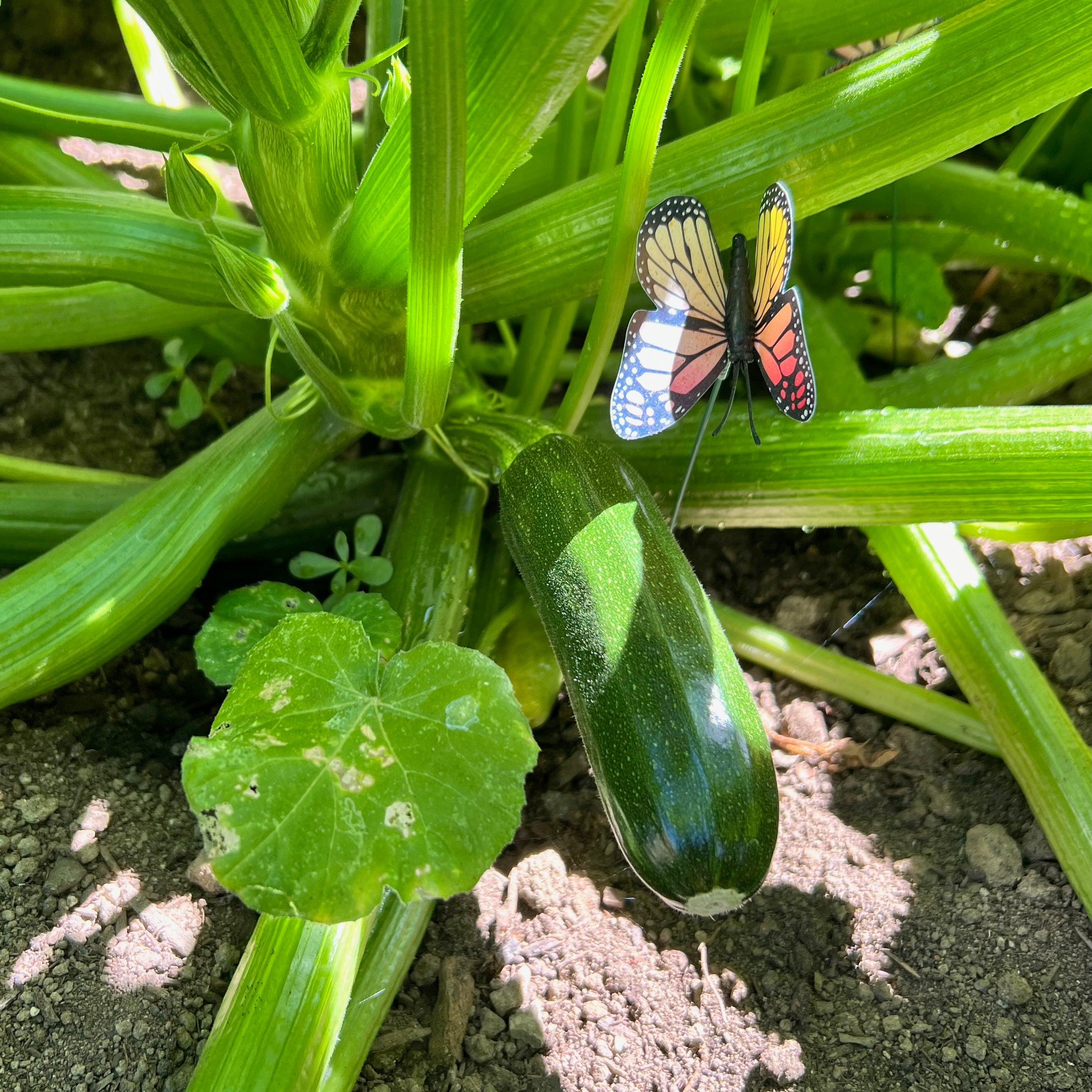 Organic Zucchini Seeds: Non-GMO, Certified Organic Heirloom Varieties ...