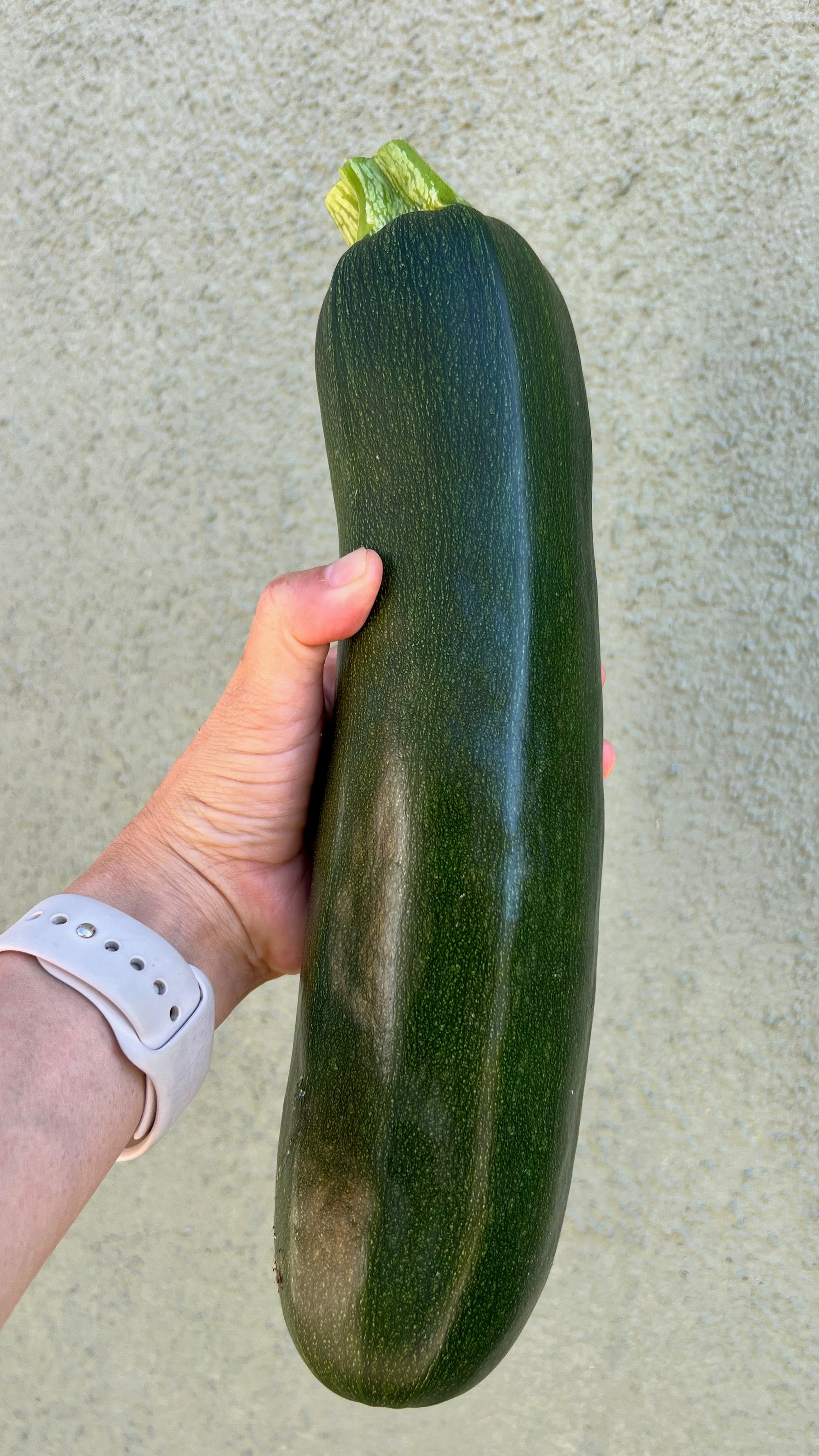 Black Beauty Zucchini - The Plant Good Seed Company