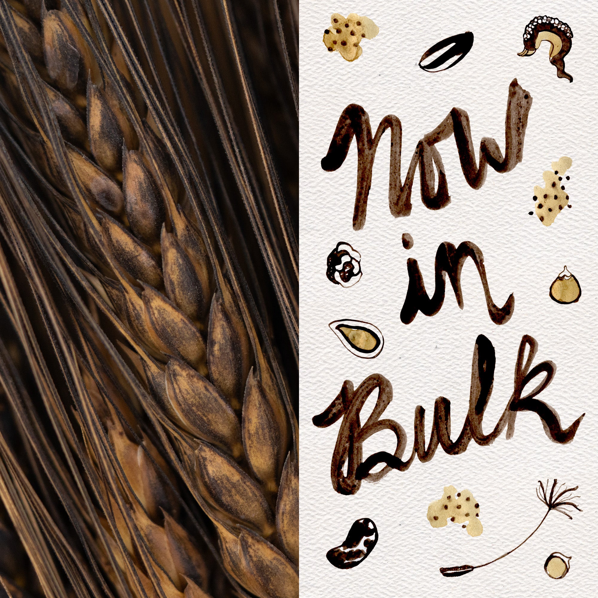 Black Eagle Spring Wheat Seeds - The Plant Good Seed Company