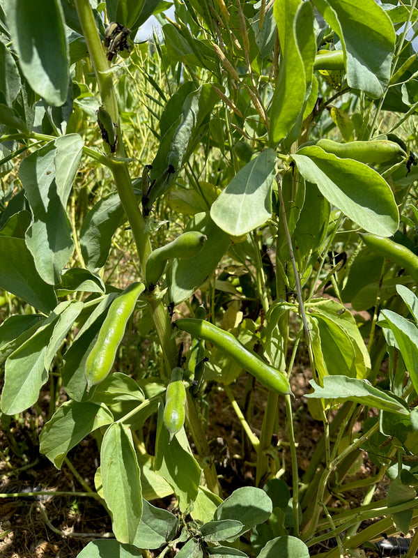 Broad Windsor Fava Bean Seeds - The Plant Good Seed Company
