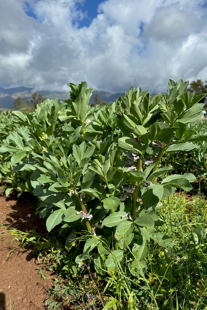 Broad Windsor Fava Bean Seeds - The Plant Good Seed Company