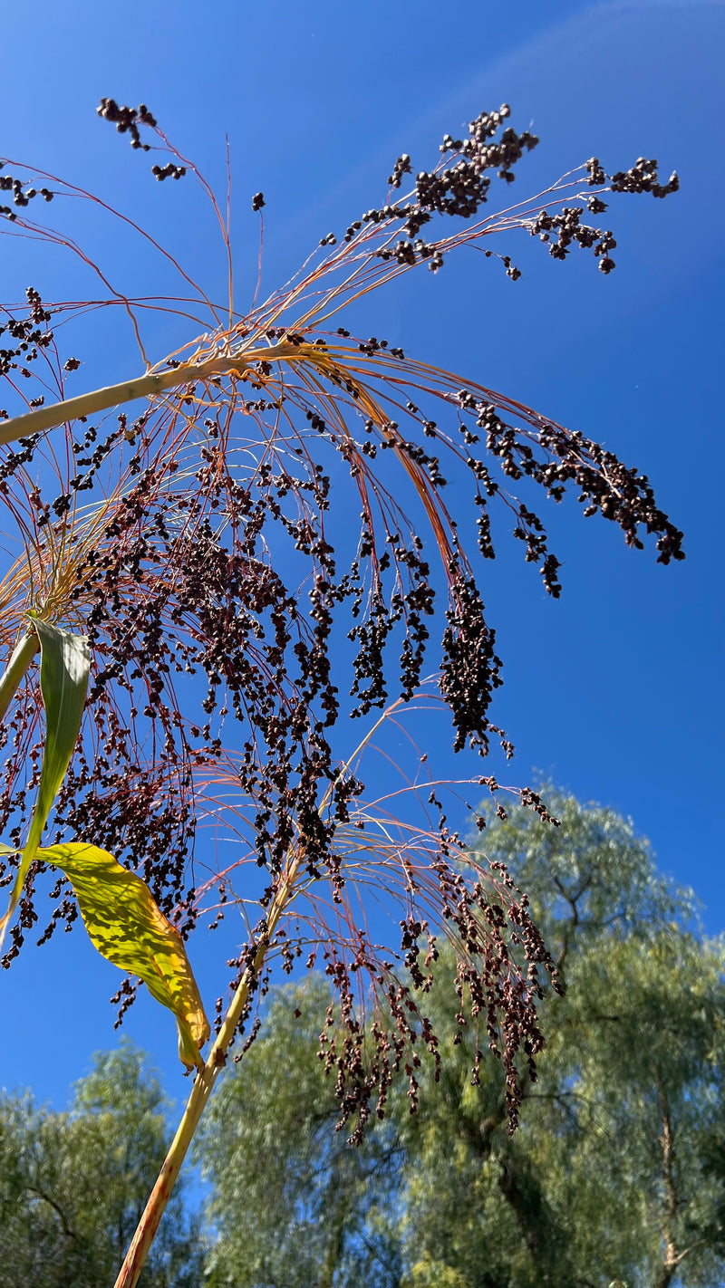 Mixed Broom Corn Seeds - The Plant Good Seed Company