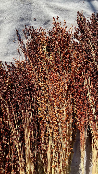 Mixed Broom Corn Seeds - The Plant Good Seed Company