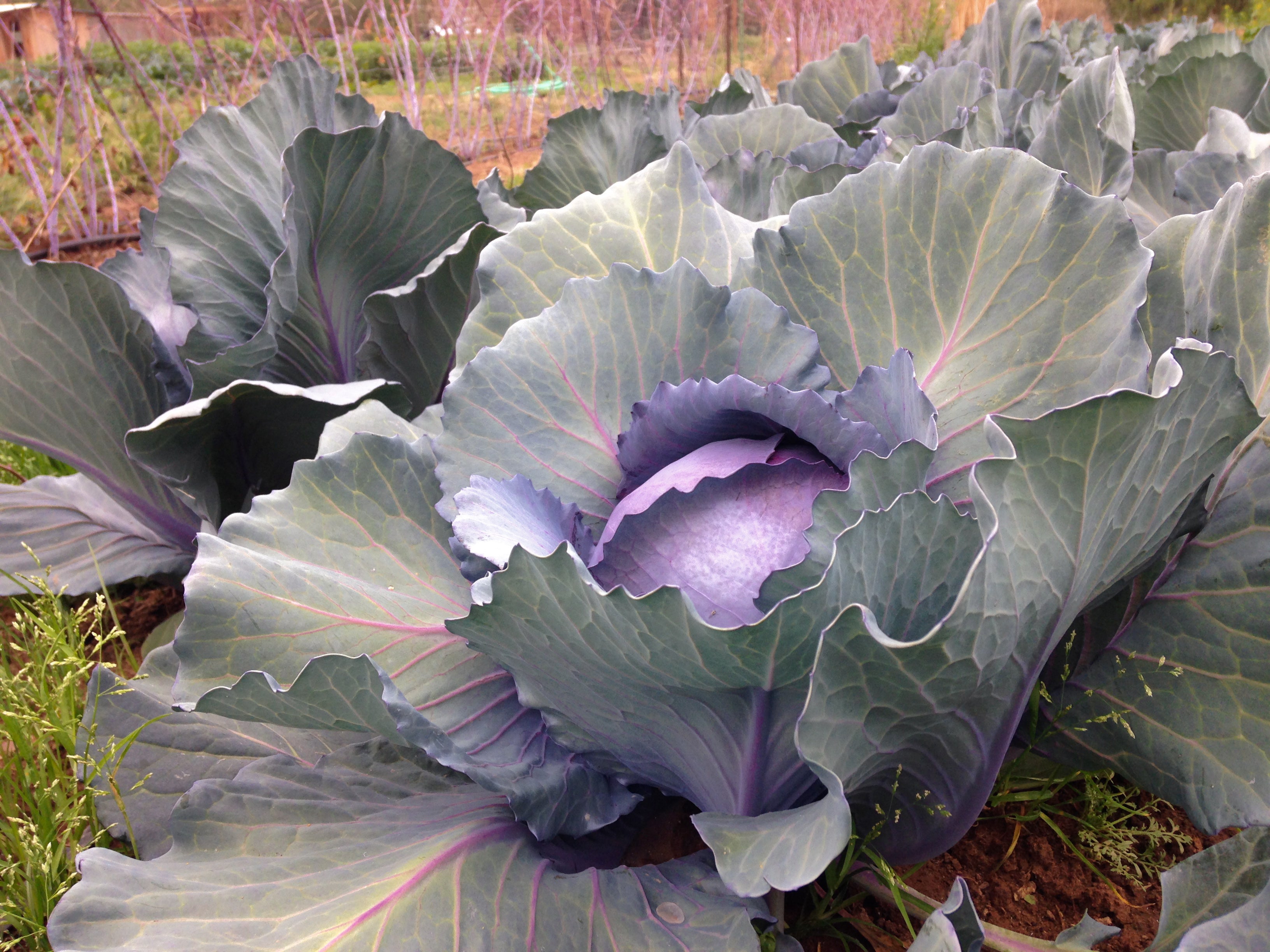Red Express Cabbage Seeds - The Plant Good Seed Company