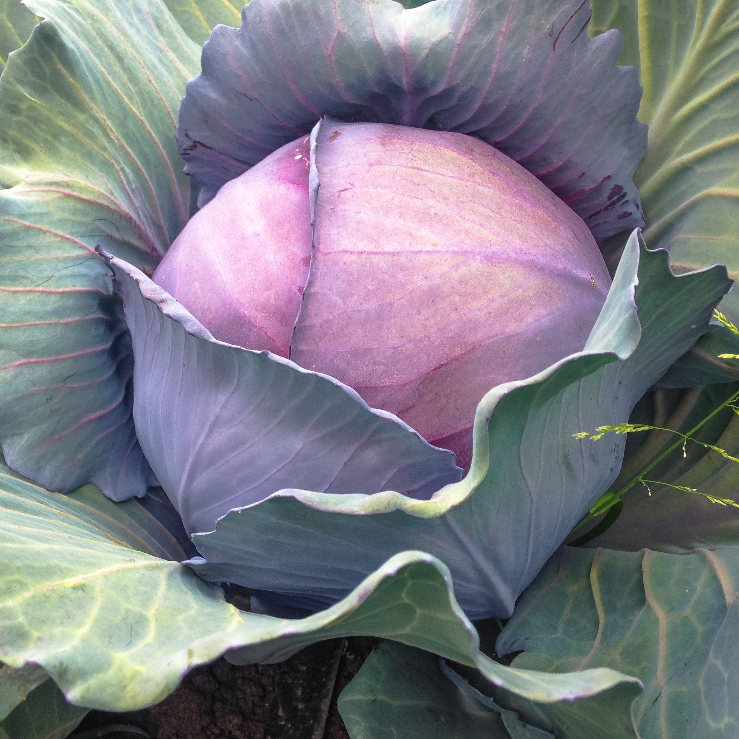Red Express Cabbage Seeds - The Plant Good Seed Company