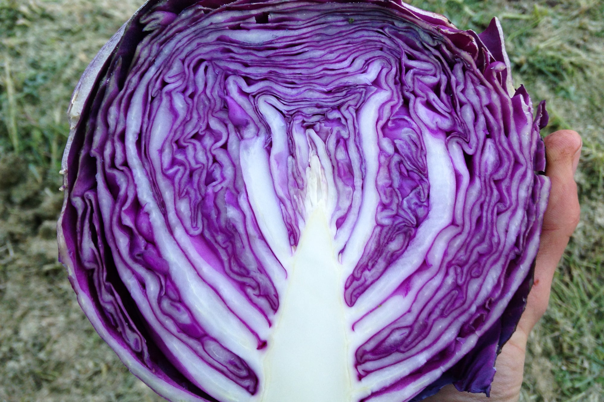 Red Express Cabbage Seeds - The Plant Good Seed Company