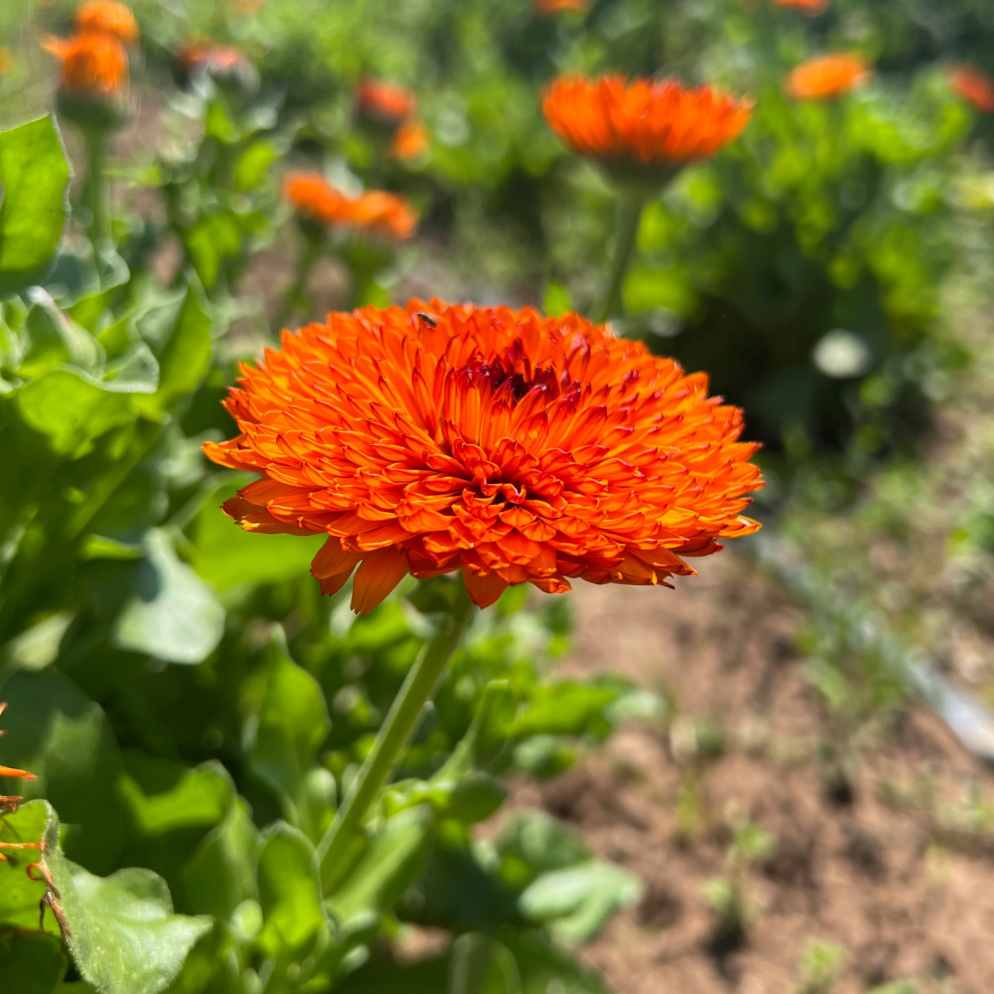 Neon Calendula Seeds - The Plant Good Seed Company