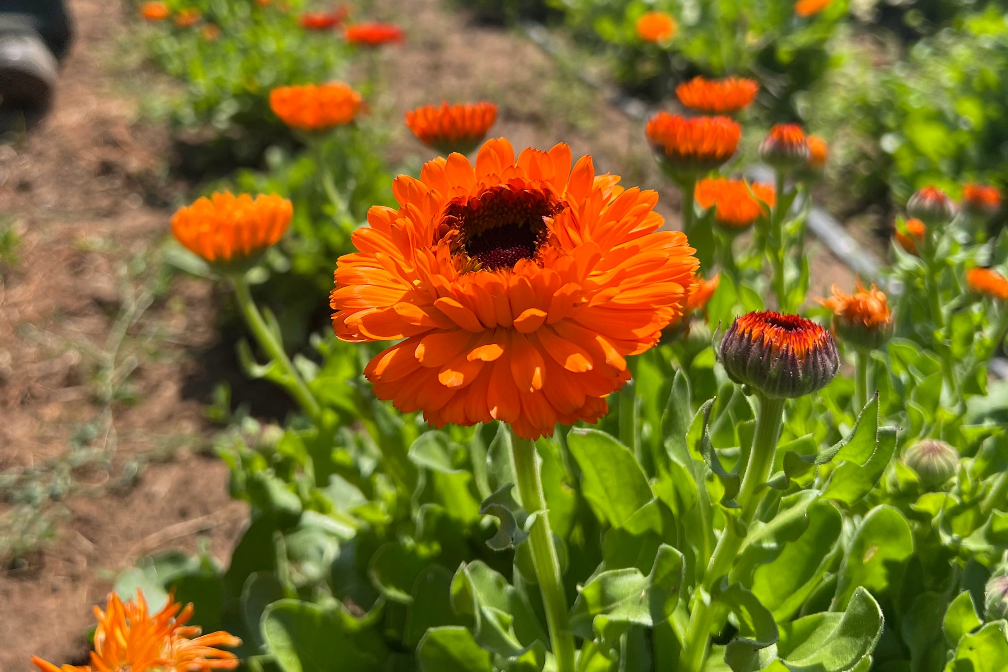 Neon Calendula Seeds - The Plant Good Seed Company