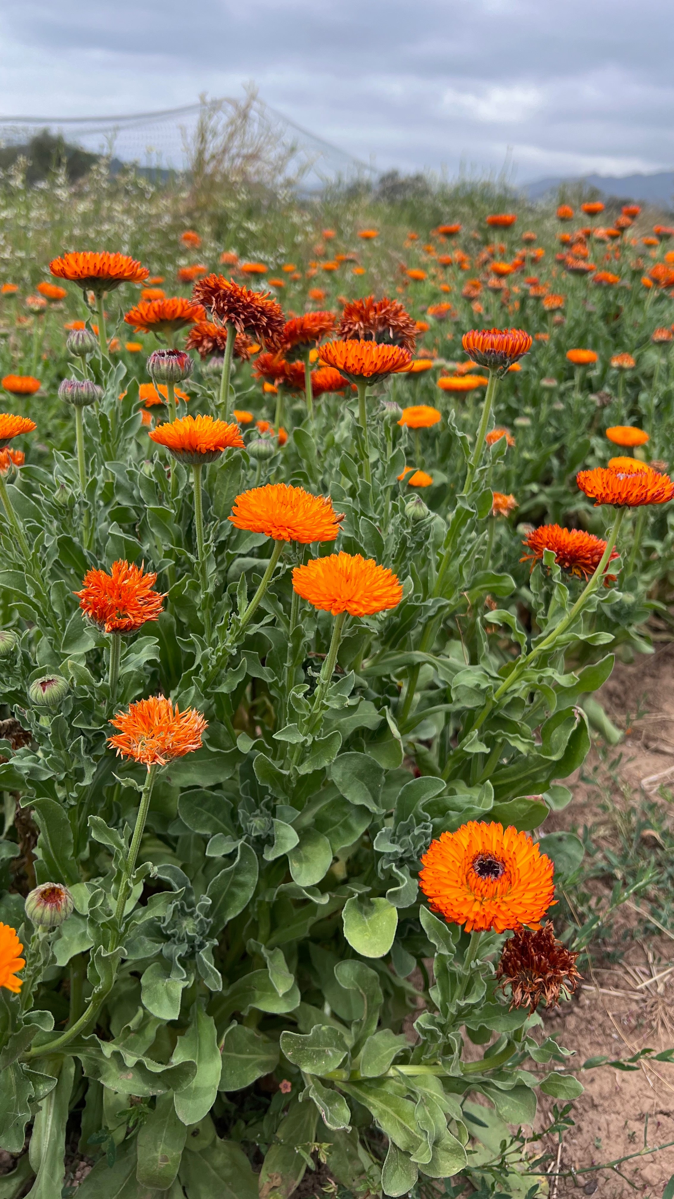 Neon Calendula Seeds - The Plant Good Seed Company