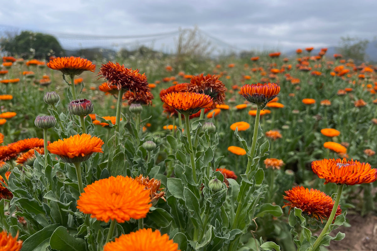 Neon Calendula Seeds - The Plant Good Seed Company