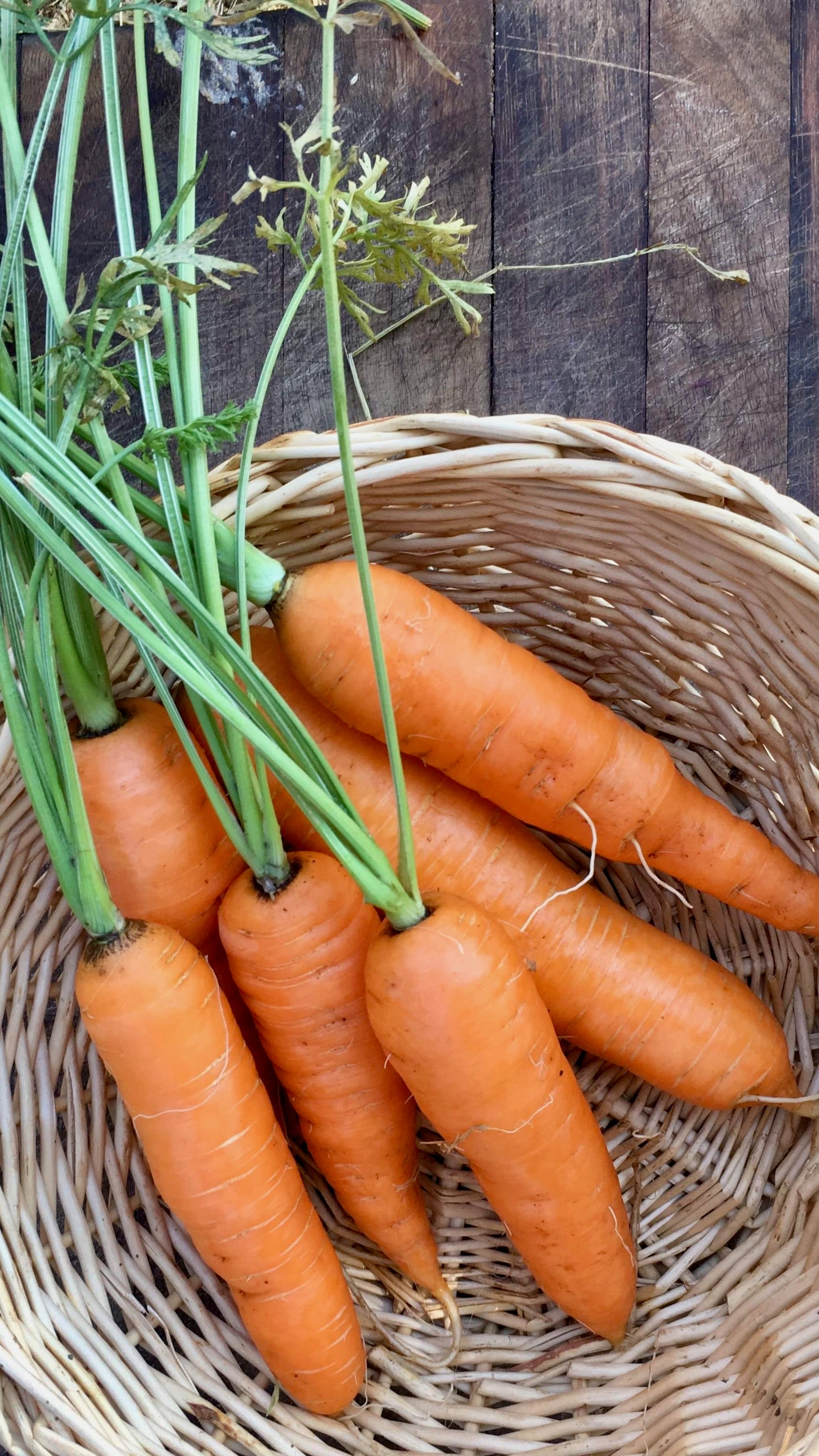 Nantes Coreless Carrot - The Plant Good Seed Company