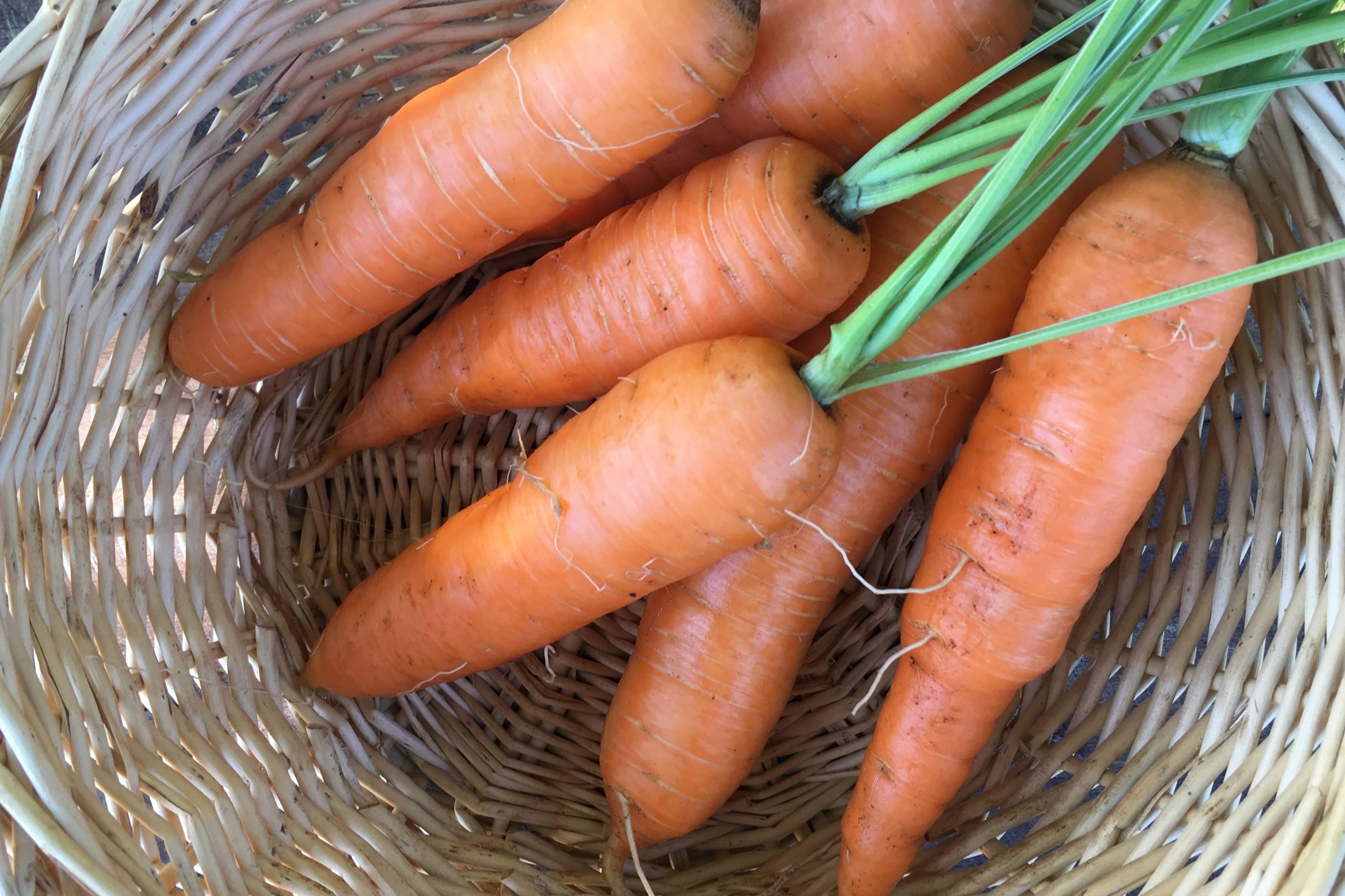 Nantes Coreless Carrot - The Plant Good Seed Company