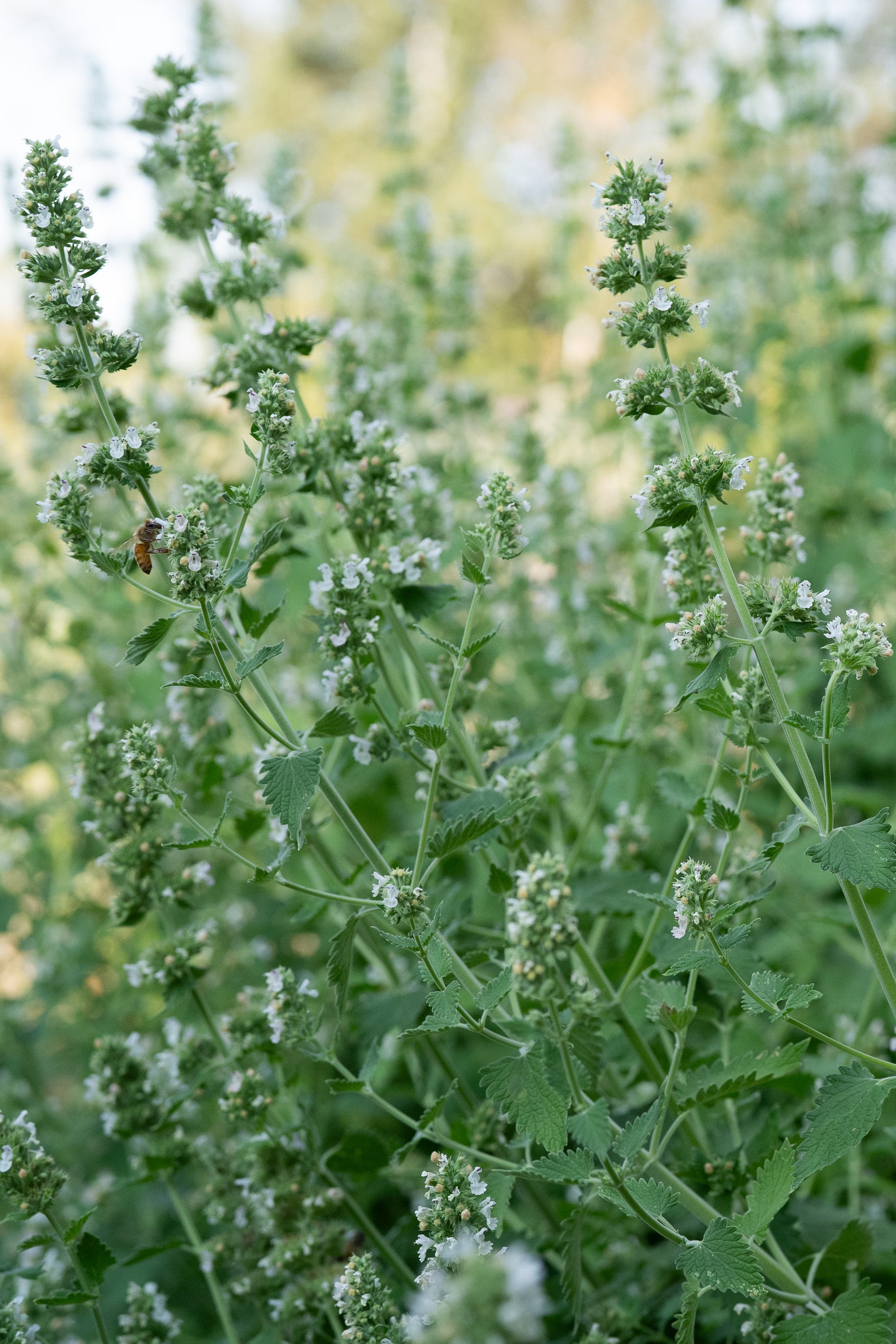 Catnip Seeds - The Plant Good Seed Company