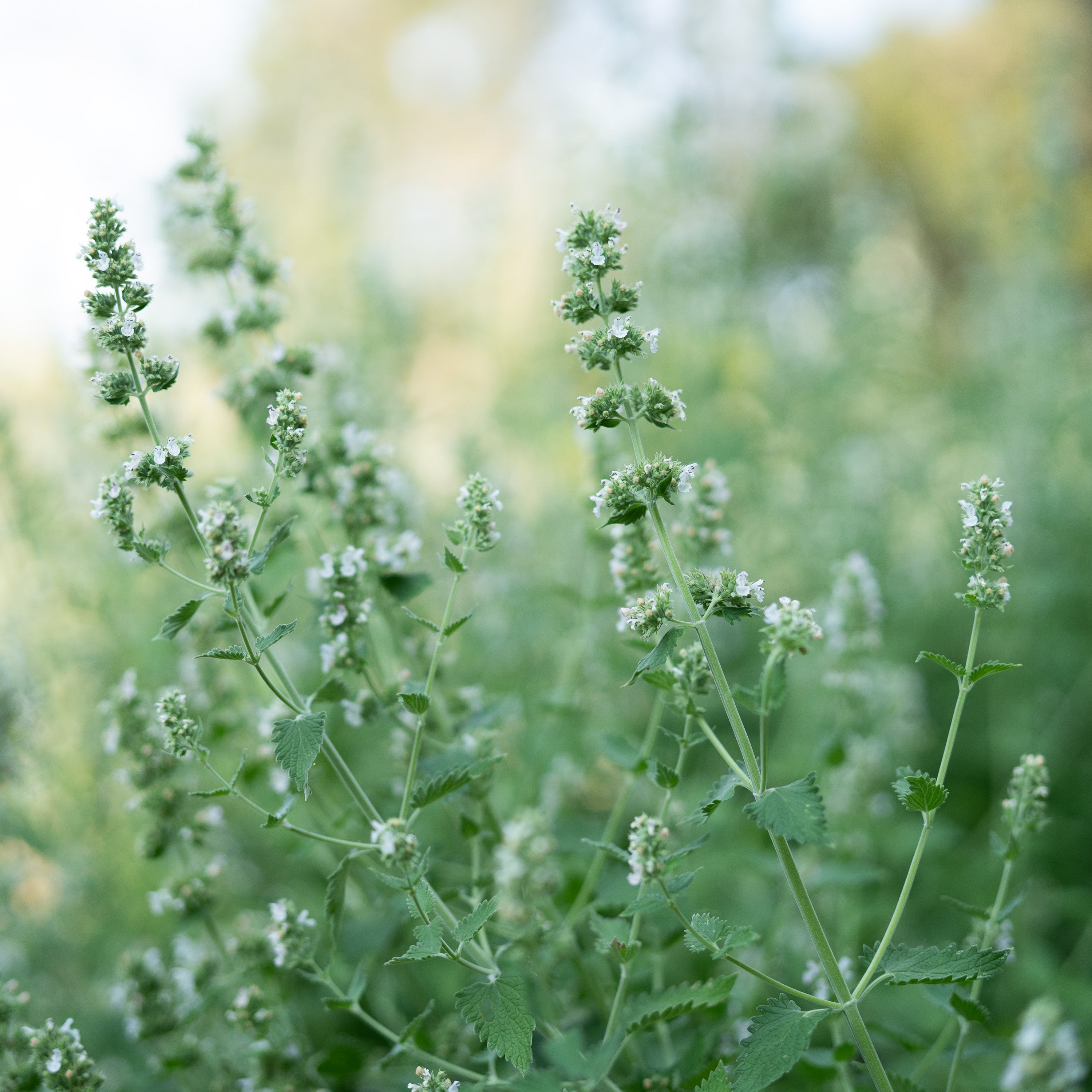 Catnip Seeds - The Plant Good Seed Company