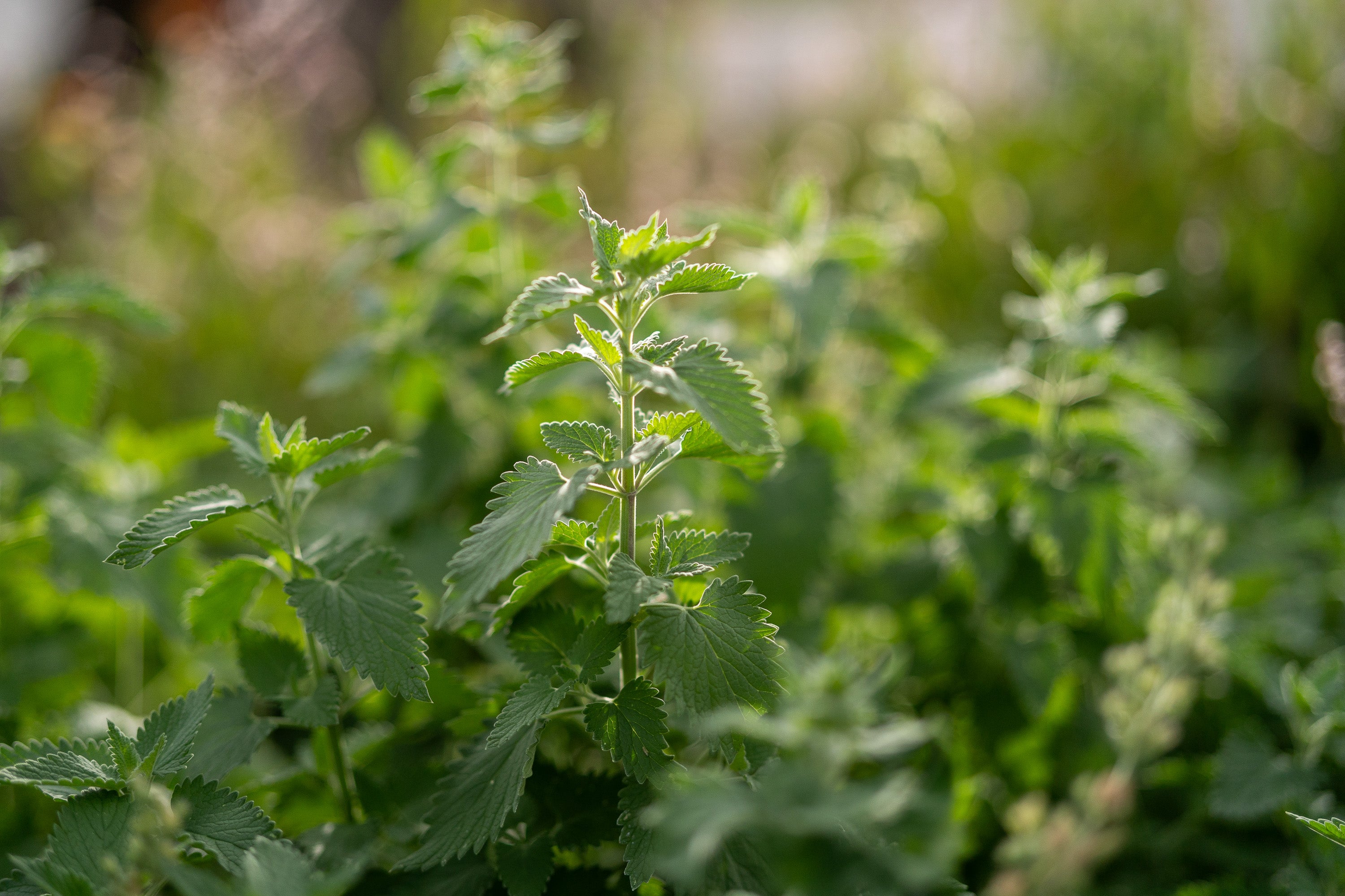 Catnip Seeds - The Plant Good Seed Company