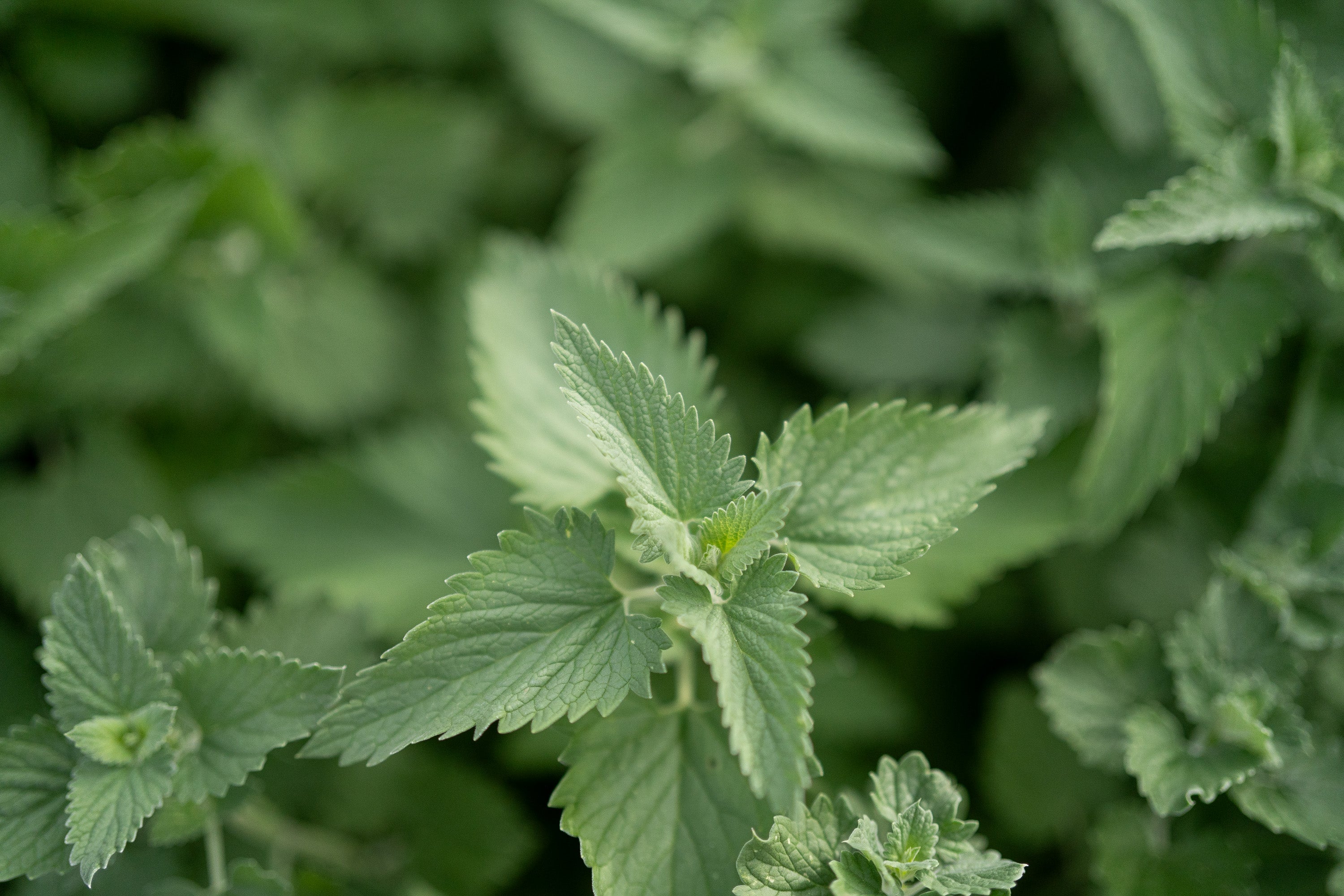 Catnip Seeds - The Plant Good Seed Company