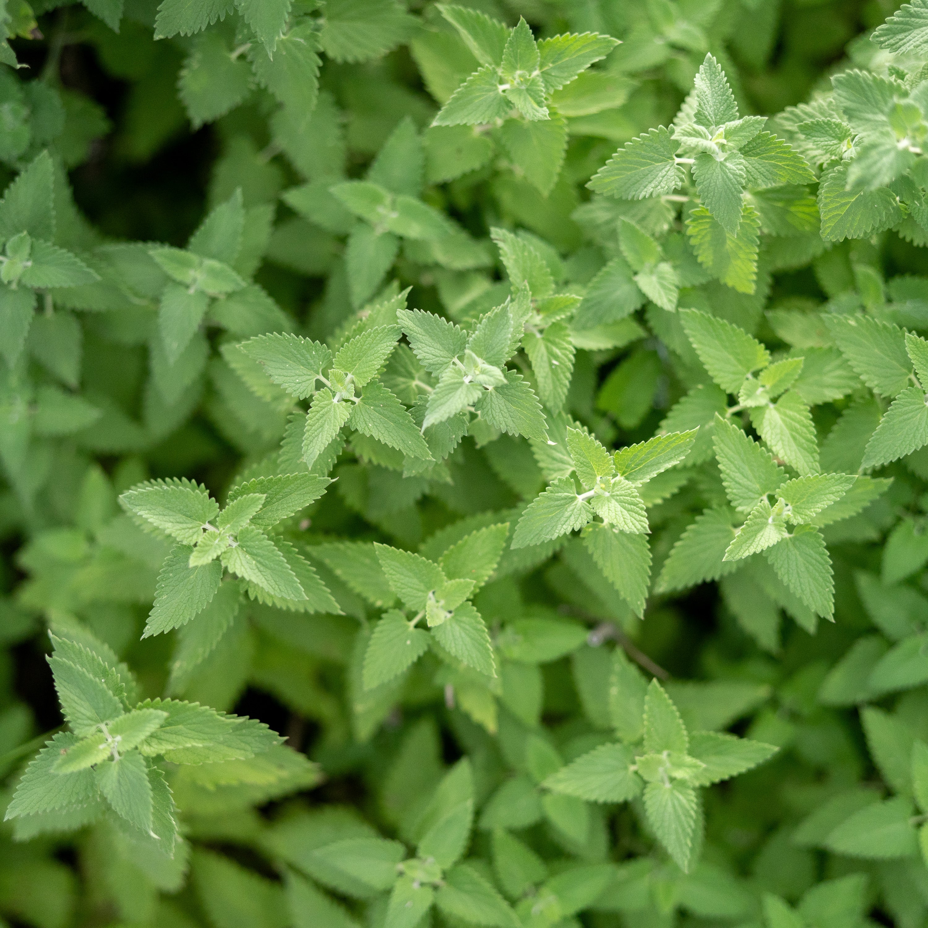 Catnip Seeds - The Plant Good Seed Company