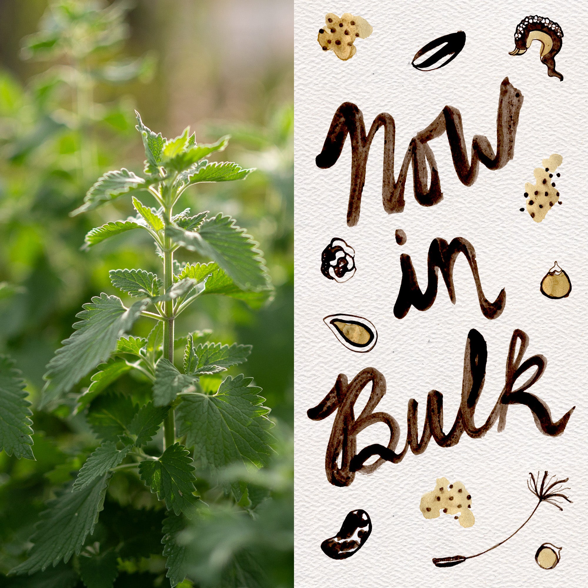 Catnip Seeds - The Plant Good Seed Company