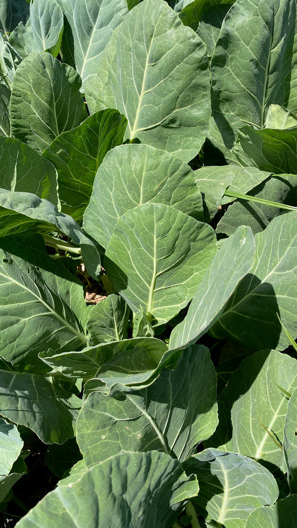 Champion Collard Seeds - The Plant Good Seed Company