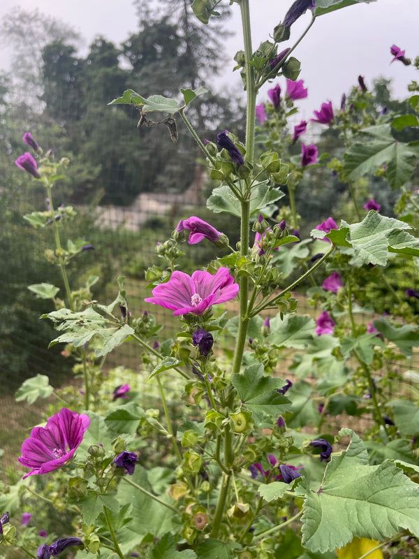 Swedish Mallow Seeds - The Plant Good Seed Company