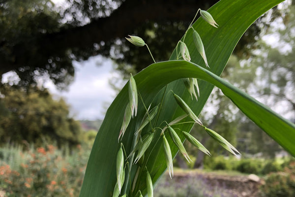 Common Oat Seeds - The Plant Good Seed Company