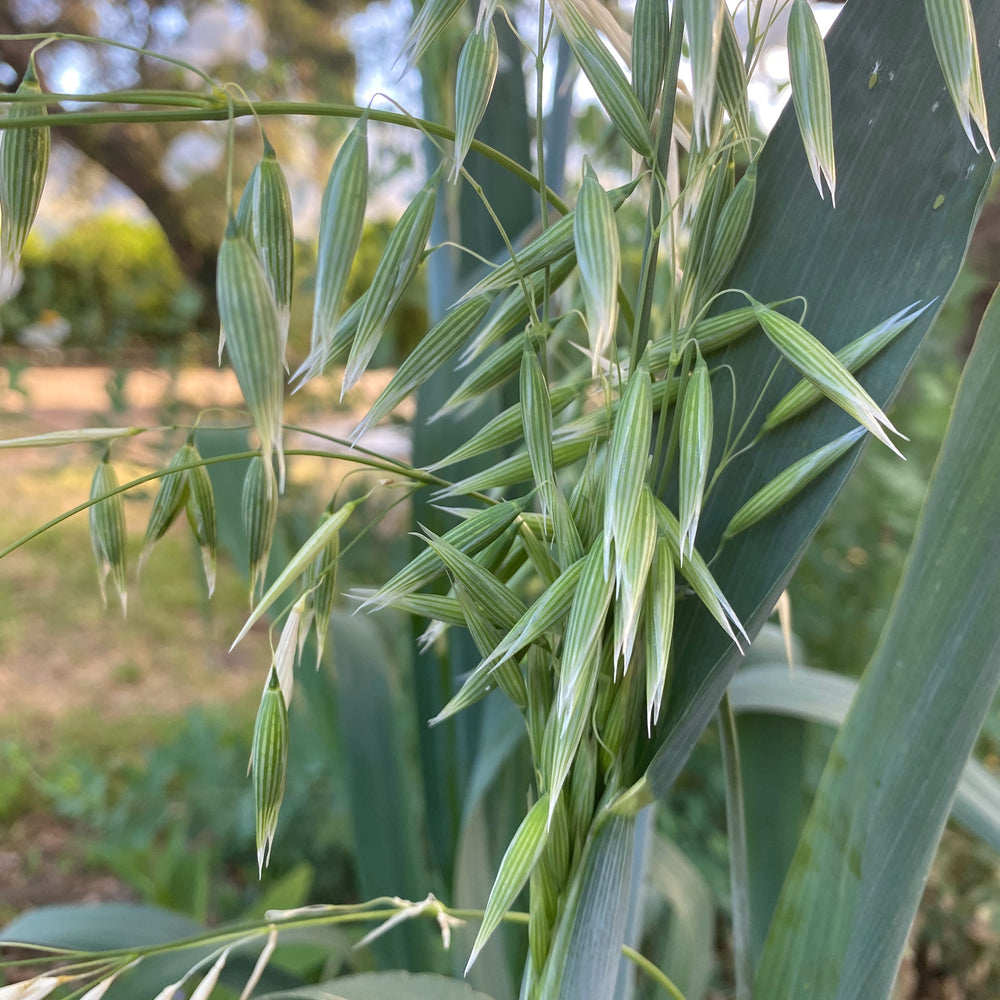 Oats - The Plant Good Seed Company
