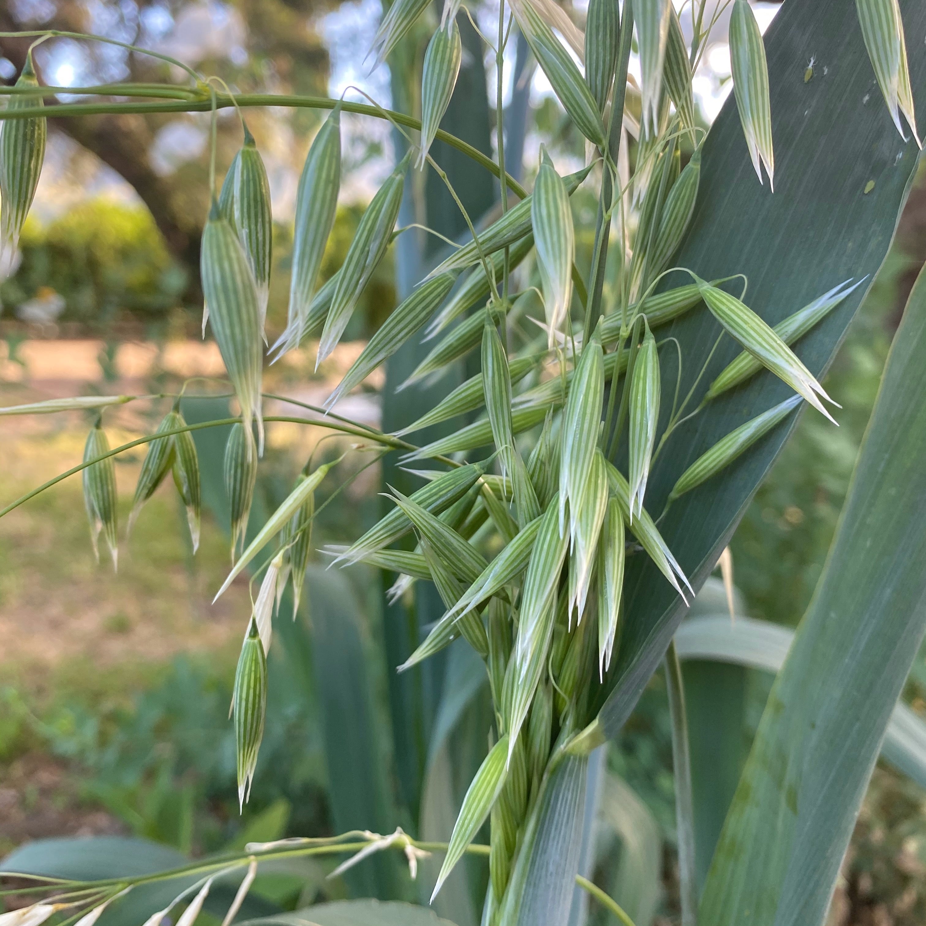 Oats - The Plant Good Seed Company
