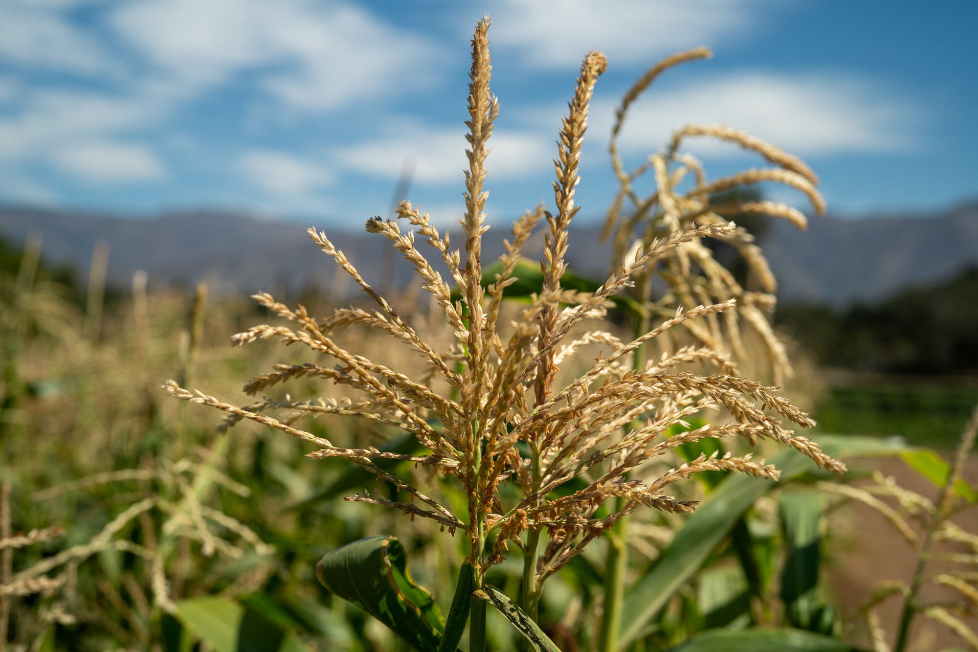 Zanadoo Sweet Corn Seeds - The Plant Good Seed Company