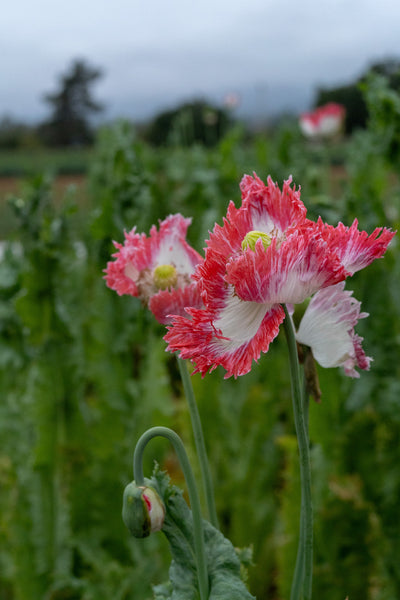 Danish Flag Poppy - The Plant Good Seed Company